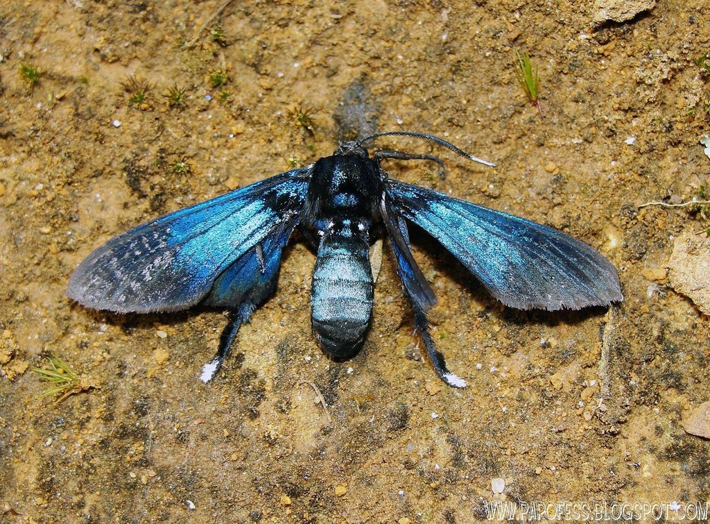 Blue moth : Photos, Diagrams & Topos : SummitPost