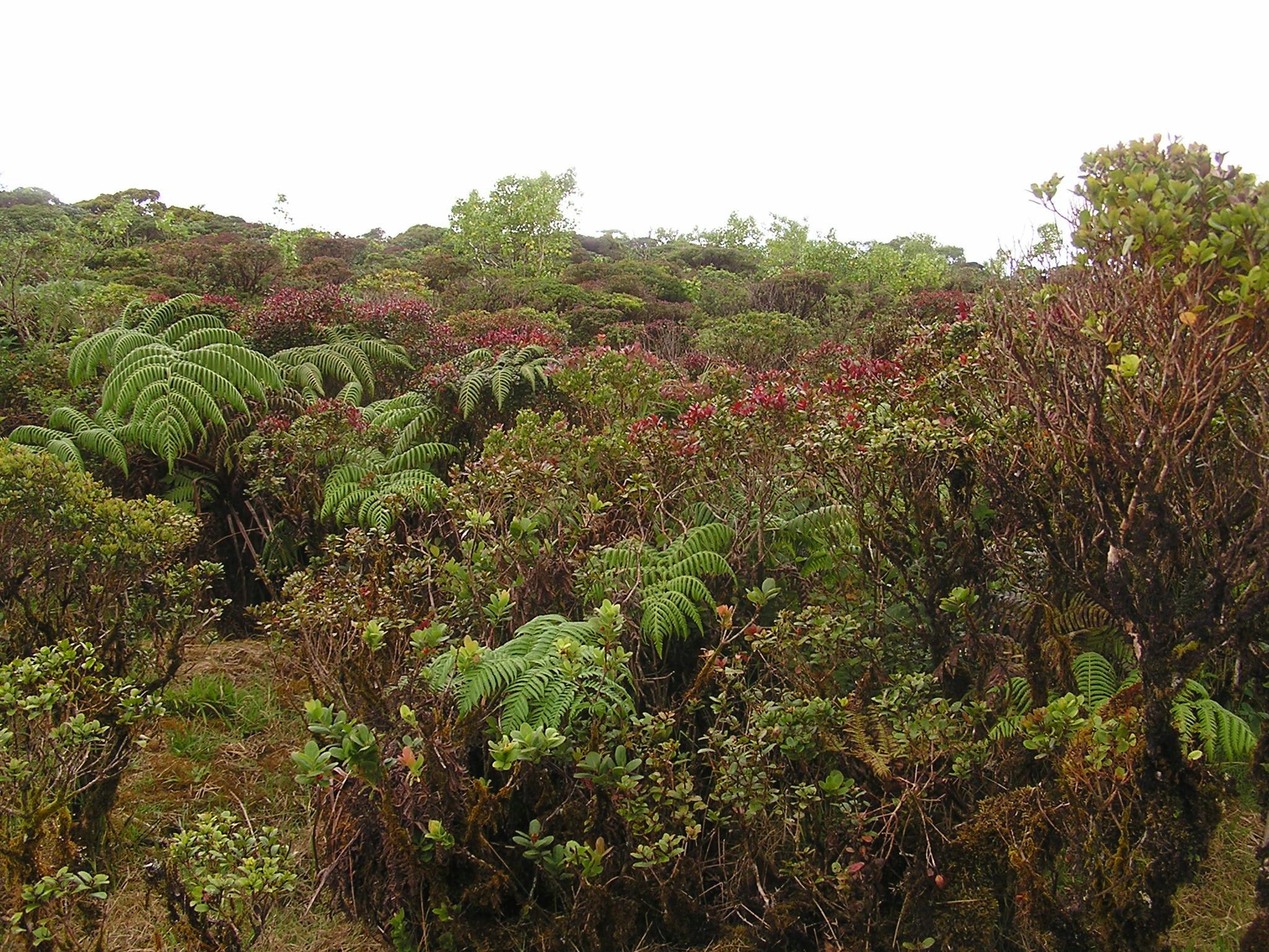 Jungle Plants : Photos, Diagrams & Topos : SummitPost