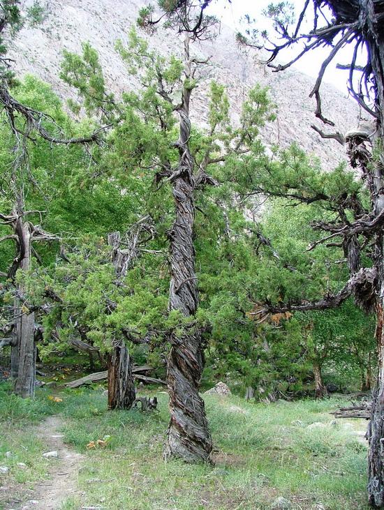 Beautiful Trees in North Pakistan : Photos, Diagrams & Topos : SummitPost